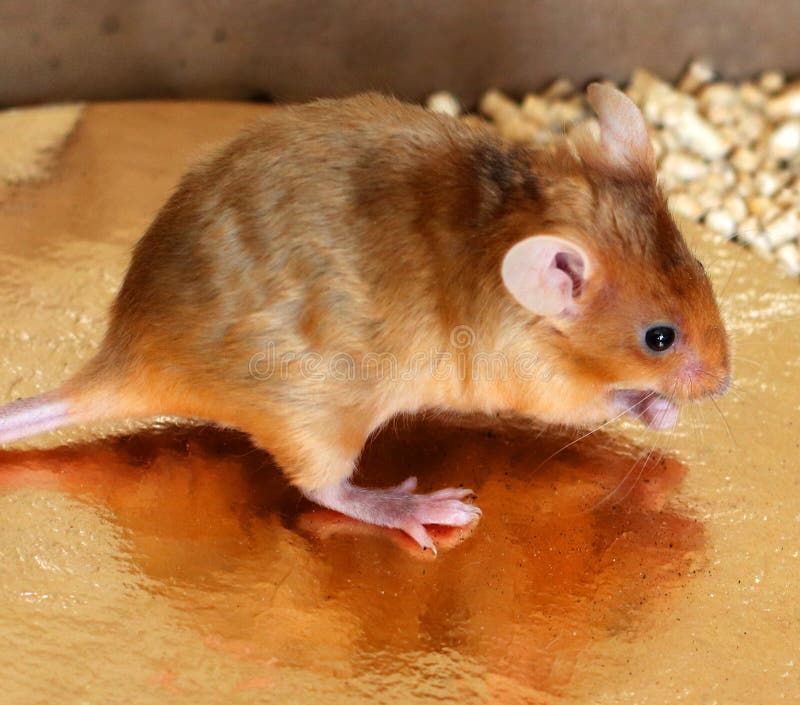 Small Decorative Mouse with Golden Fur. a Pet in a Cage Stock Photo ...