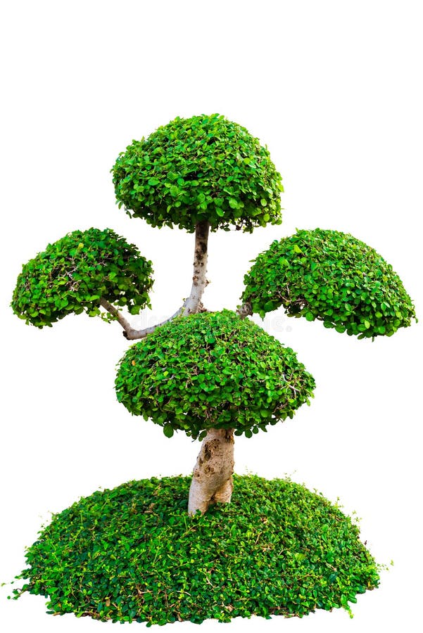 Small decorative neat tree stock image. Image of decorate - 108520681