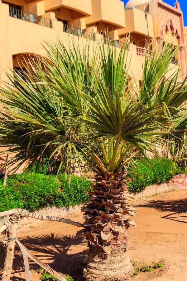 Small Decorative Palm Tree in a Garden Stock Image - Image of park ...