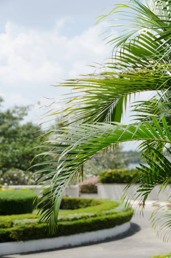 Small Decorative Palm Trees on the Edge of the Park Stock Image - Image ...