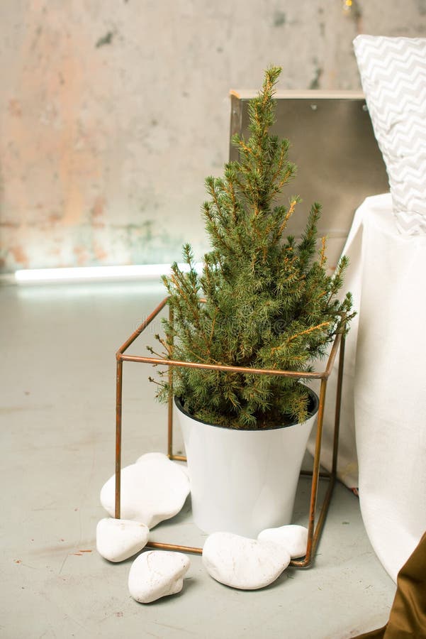 Small Decorative Pine Tree Planted in a Pot, Put Inside a House. Stock ...