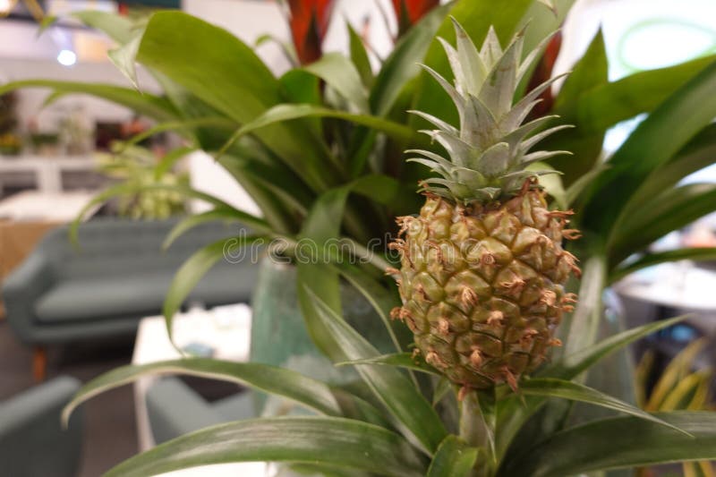 Small Decorative Pineapple Growing in Modern Office Stock Image - Image ...