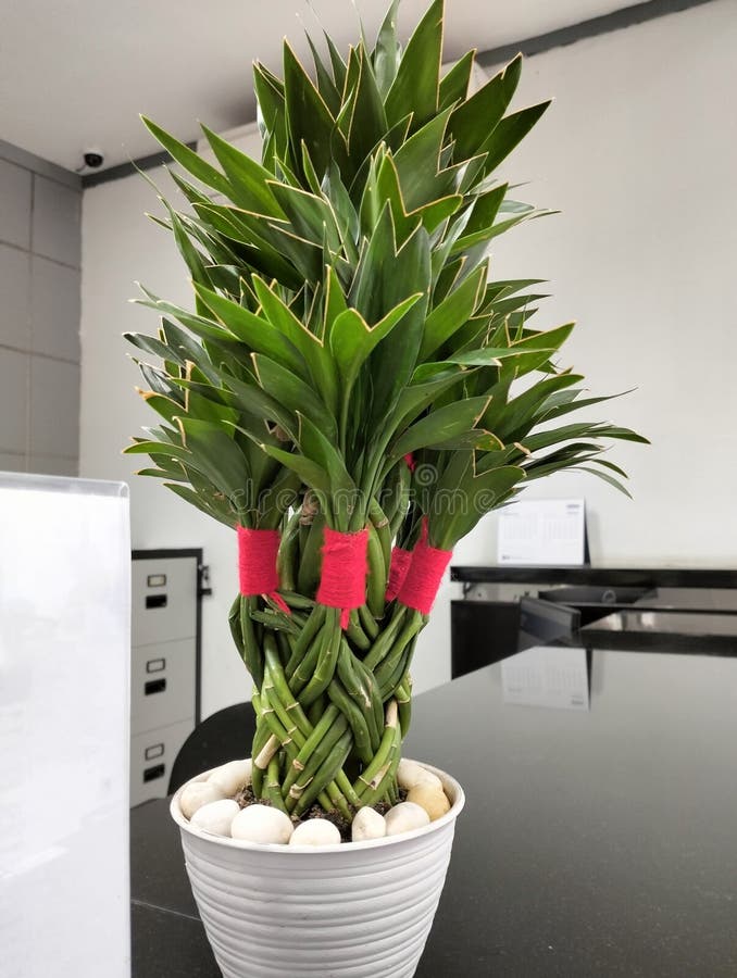 Small Decorative Plants in a Office Room Stock Image - Image of small ...