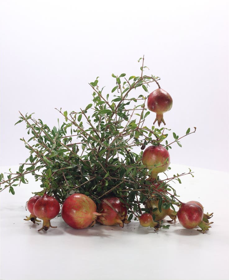Small Decorative Small Pomegranate Plant with Fruits Stock Image ...