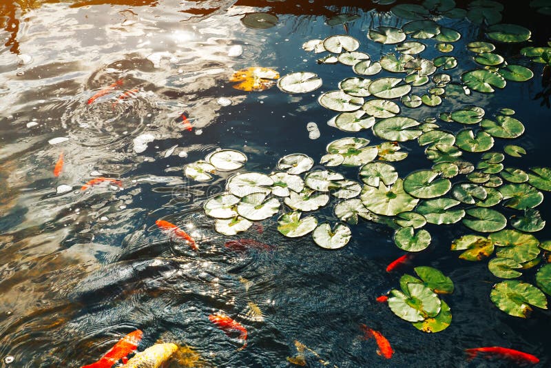 Small Decorative Pond in Which Floating Koi Carp Stock Photo - Image of ...