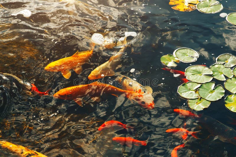 Small Decorative Pond Which Floating Koi Carp Stock Photo - Image of ...