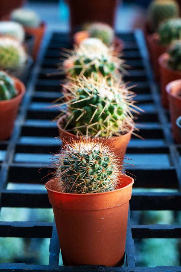Small Decorative Pots with Flowers Cacti. View from Above. Decor with ...