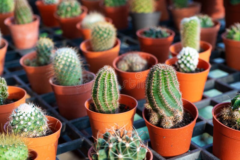 Small Decorative Pots with Flowers Cacti. View from Above. Decor with ...