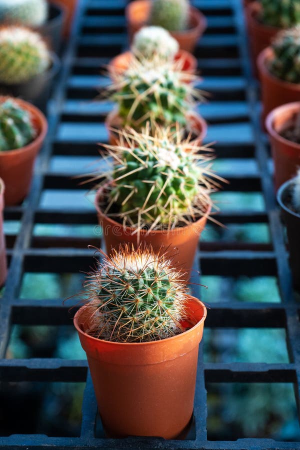 Small Decorative Pots with Flowers Cacti. View from Above. Decor with ...