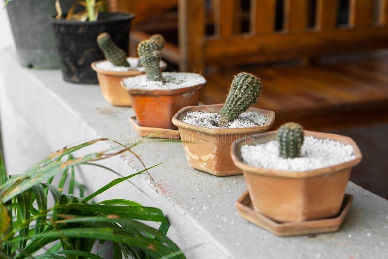 Small Decorative Pots with Flowers Cacti. View from Above. Decor with ...