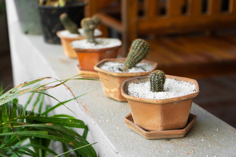 Small Decorative Pots with Flowers Cacti. View from Above. Decor with ...