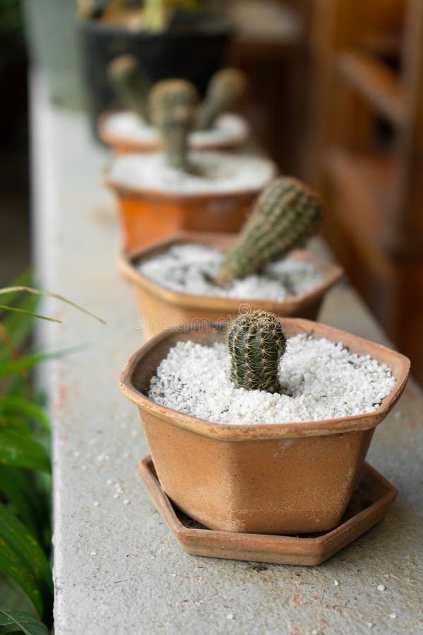 Small Decorative Pots with Flowers Cacti. View from Above. Decor with ...