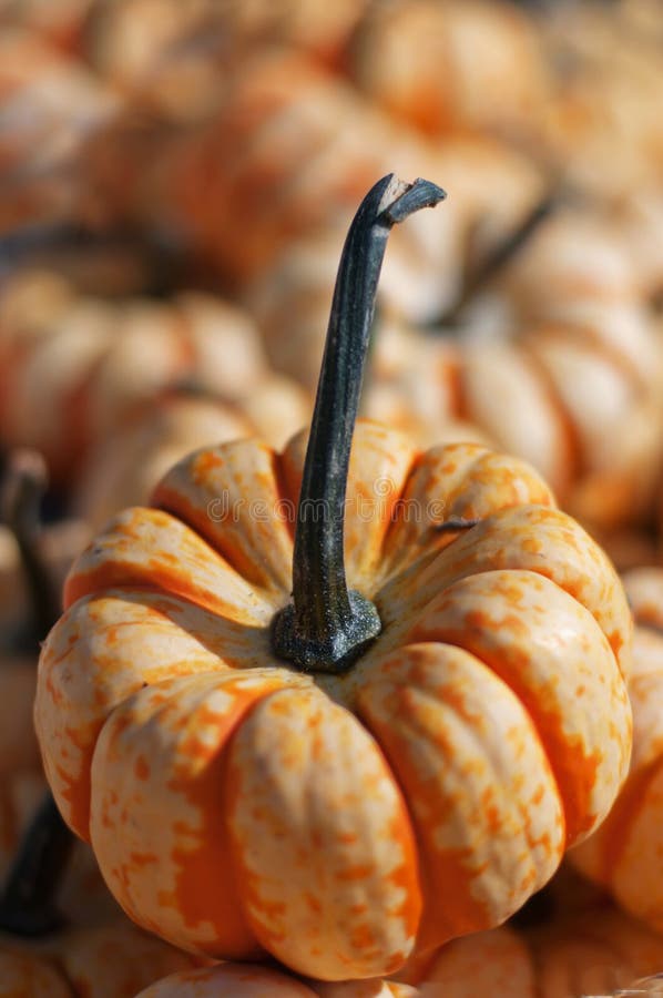 Small decorative pumpkin stock image. Image of pumpkin - 22405511