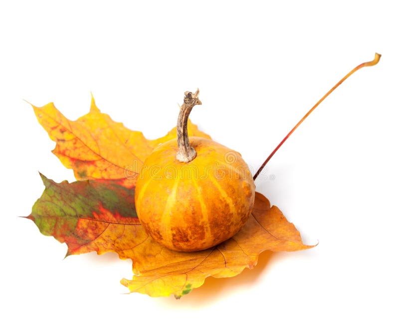 Small Decorative Pumpkin on Autumn Maple-leaf Stock Photo - Image of ...