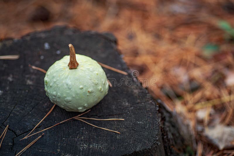 Small Decorative Pumpkin on a Stump in the Forest. Halloween ...