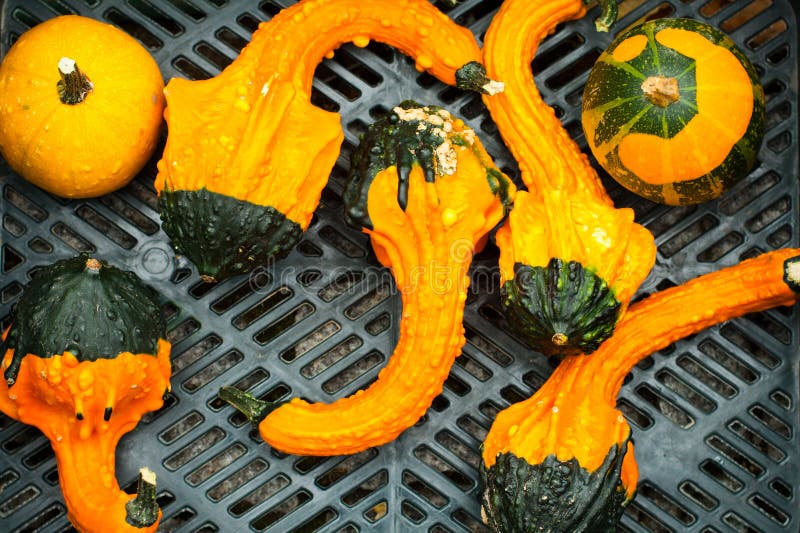 Small decorative pumpkins stock image. Image of autumnal - 27202393