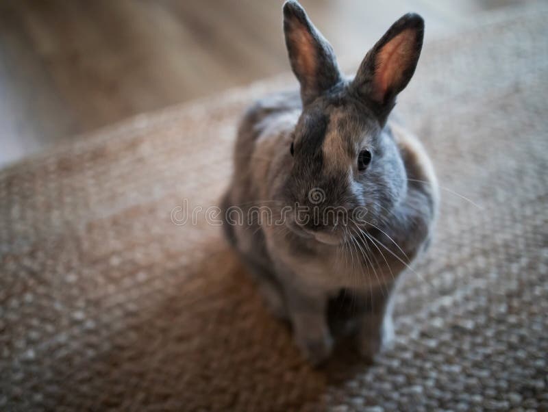 Decorative Rabbit Lying on a Floor at Home. Stock Image - Image of ...