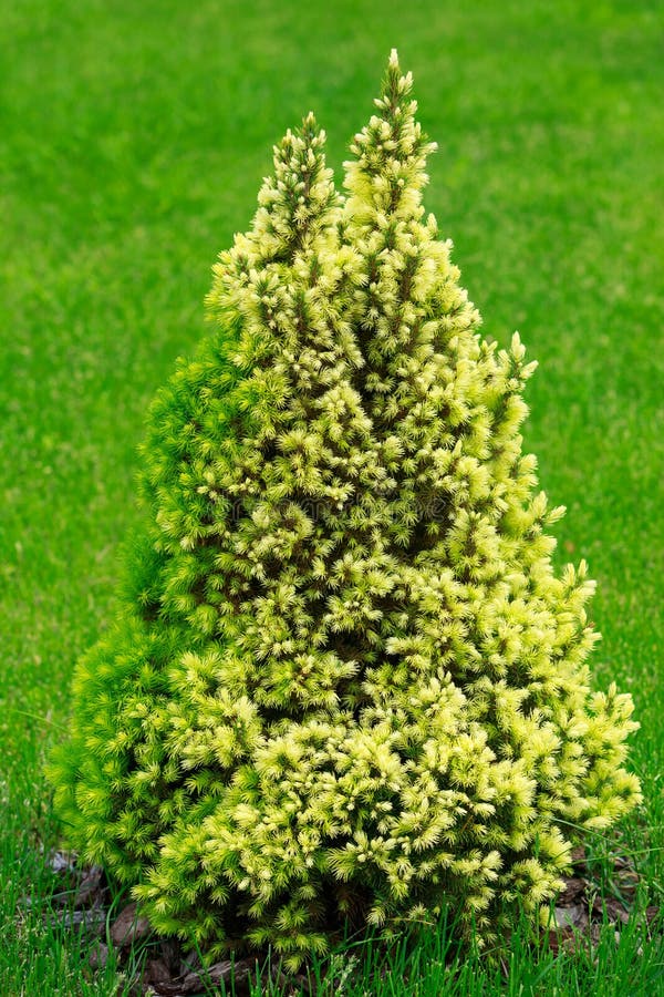 Small decorative spruce stock image. Image of close - 189479181