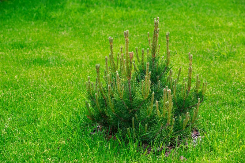 Small decorative spruce stock photo. Image of spring - 189491646