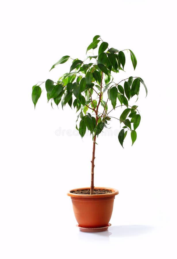 Small decorative tree stock photo. Image of small, tree - 17026984