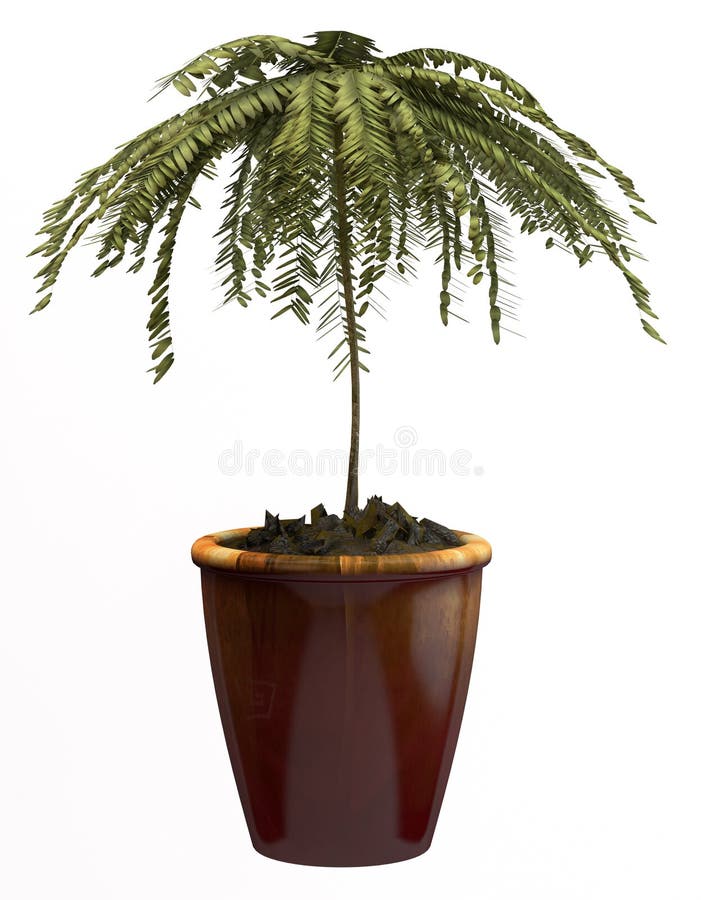Small decorative tree stock illustration. Illustration of dwarf - 19776317
