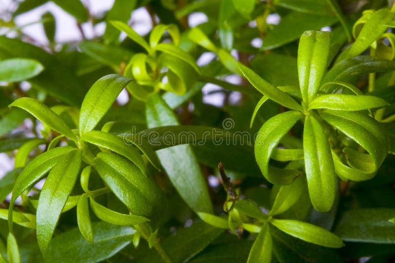Small decorative tree stock image. Image of nature, tree - 23316601