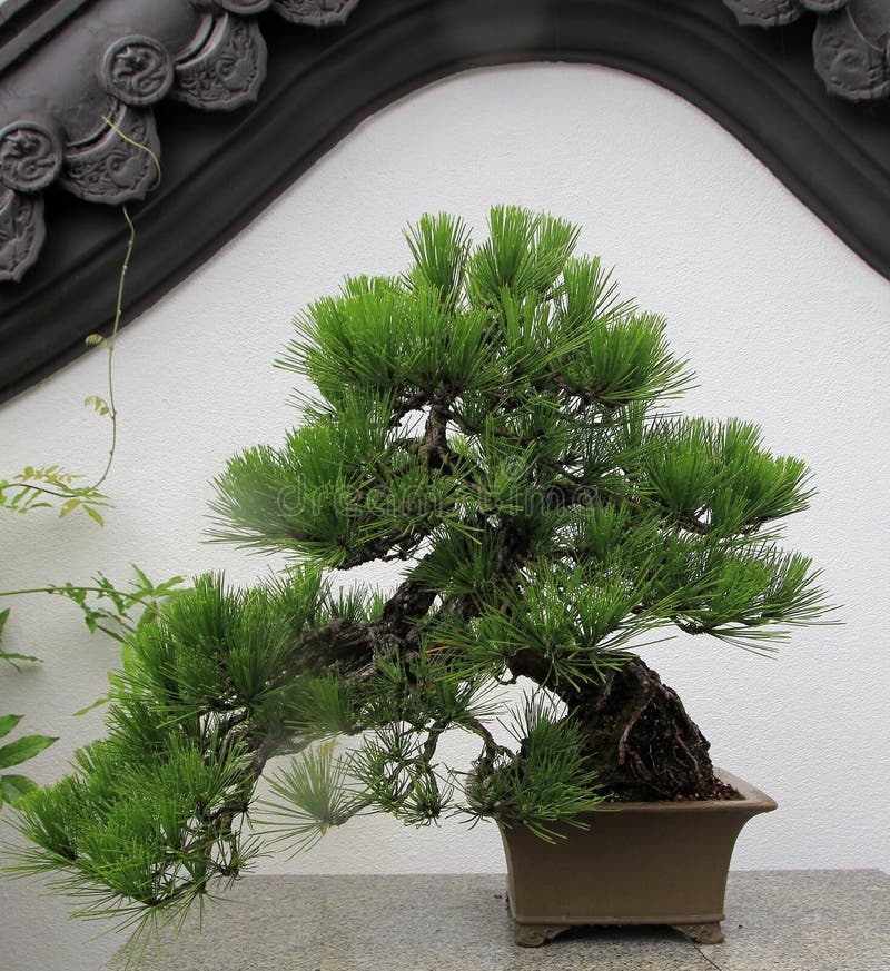 Banzai Tree stock image. Image of japanese, small, branch - 229020145