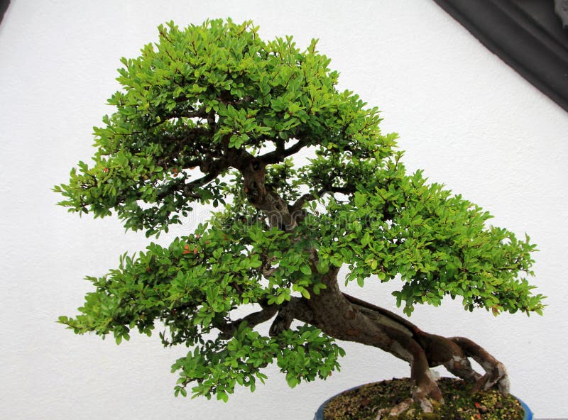 Banzai Tree stock image. Image of tree, japanese, green - 229018343