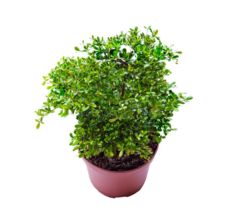 Small Decorative Tree, Little Tree in the Pots Isolated on White ...