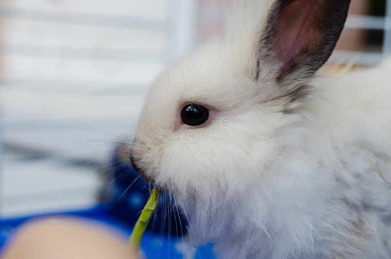 Small Decorative White Fluffy Rabbit in a Cage Stock Photo - Image of ...