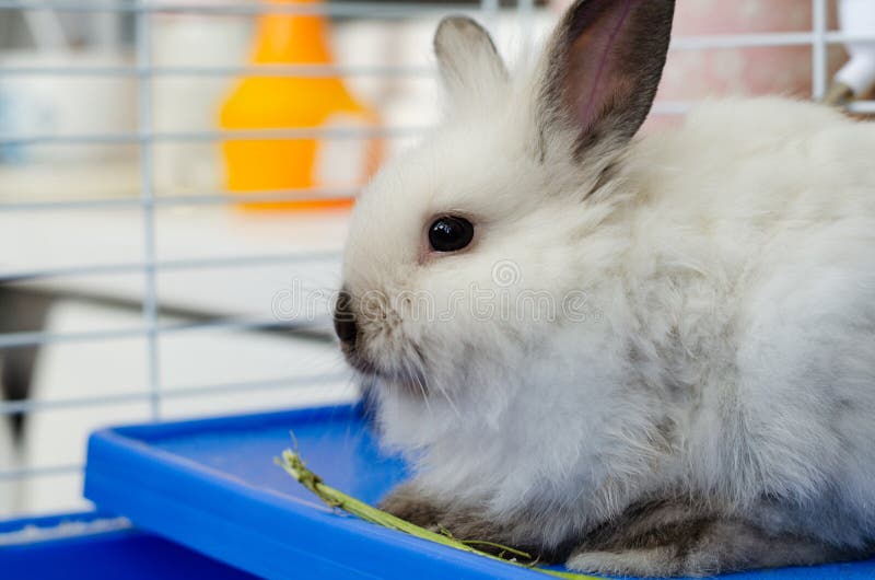 Small Decorative White Fluffy Rabbit in a Cage Stock Photo - Image of ...