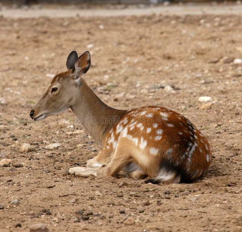 Small deer stock image. Image of north, outdoor, reindeer - 10592831