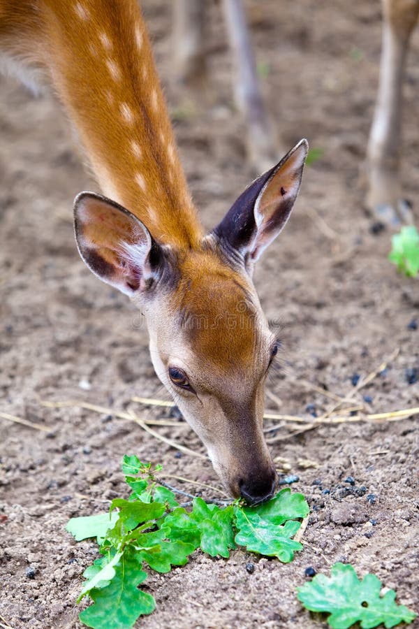 Young Deer with Small Horns Stock Photo - Image of closeup, mammal ...