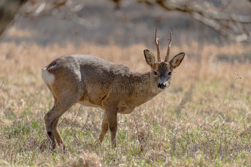 Small Deer with Antlers on a Rural Field in Sweden Stock Photo - Image ...
