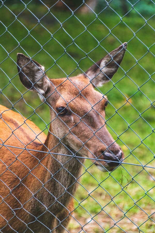 Small Deer Behind a Wire Mesh in a Shelter for Injured Wild Animals ...