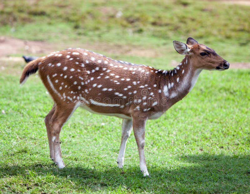Small deer stock photo. Image of fawn, wild, young, ears - 34070134