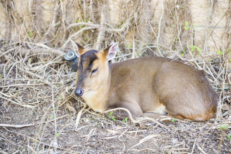 Small deer stock photo. Image of wildlife, young, nature - 54263012