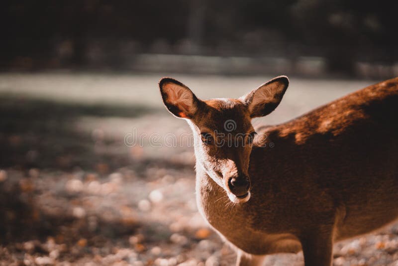 Small Deer in the Middle of the Forest Observes Something in the ...