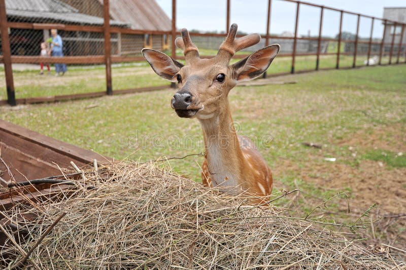 Small Deer Near the Feeders Stock Photo - Image of mountains ...