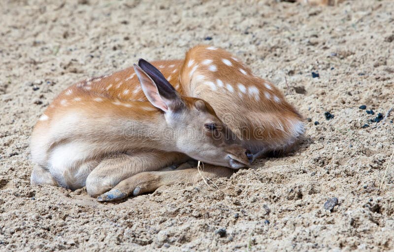 Small deer.Portrait stock image. Image of wildlife, fawn - 23598273