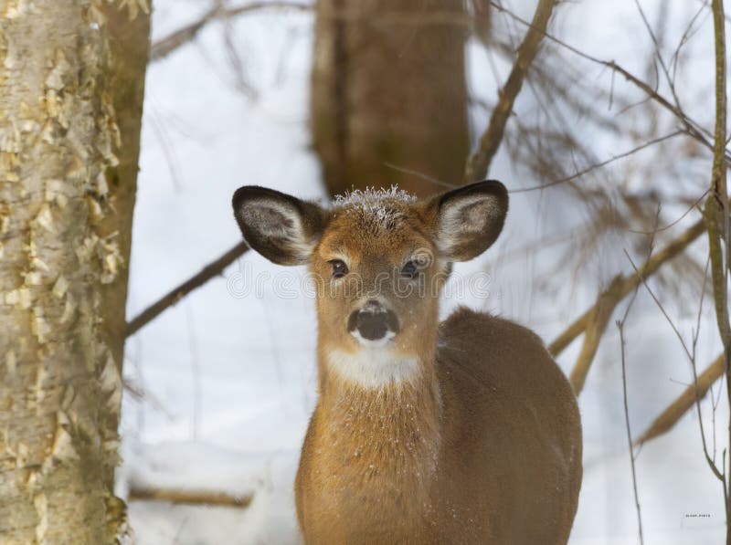 Small Deer Standing on Top of a Snow-covered Ground during Winter Stock ...