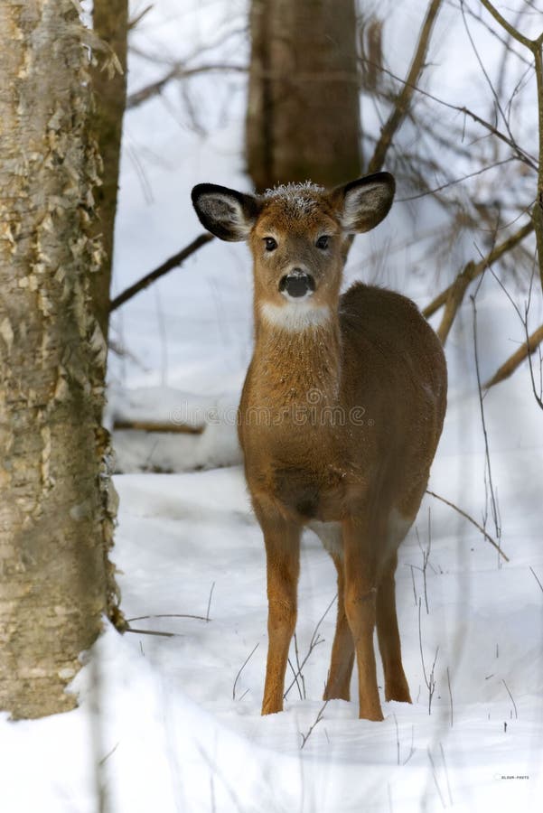 Small Deer Standing on Top of a Snow-covered Ground during Winter Stock ...