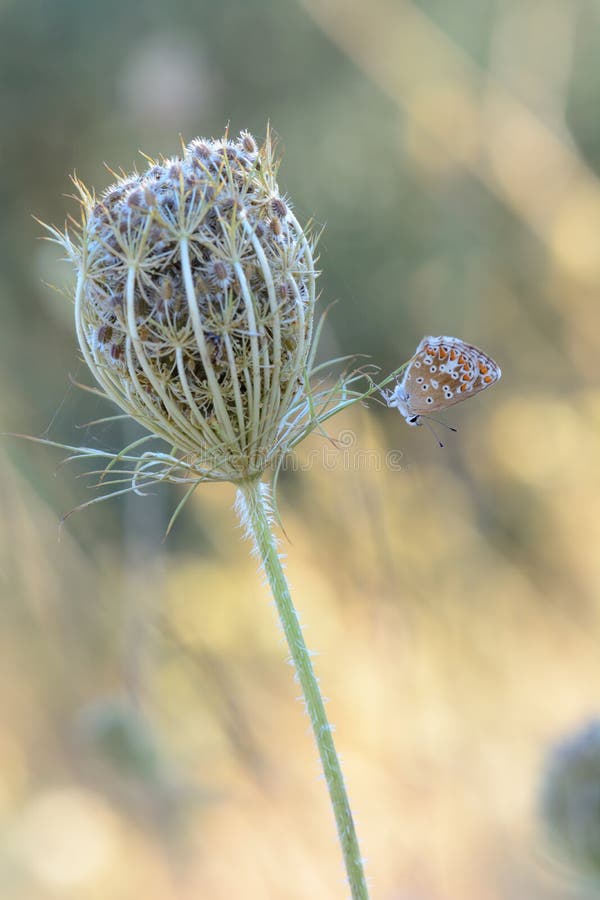 Small Delicate Yellow Roses Flowers, Rosa Banksiae or Lady Banks` Rose ...