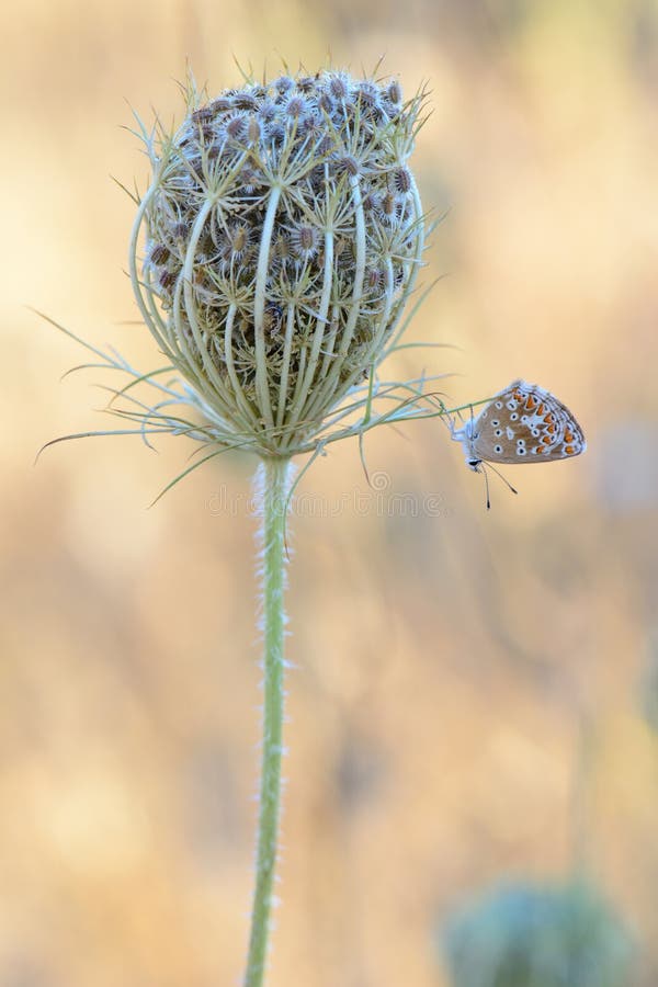 Small Delicate Butterfly Balanced Stock Photo - Image of digestive ...