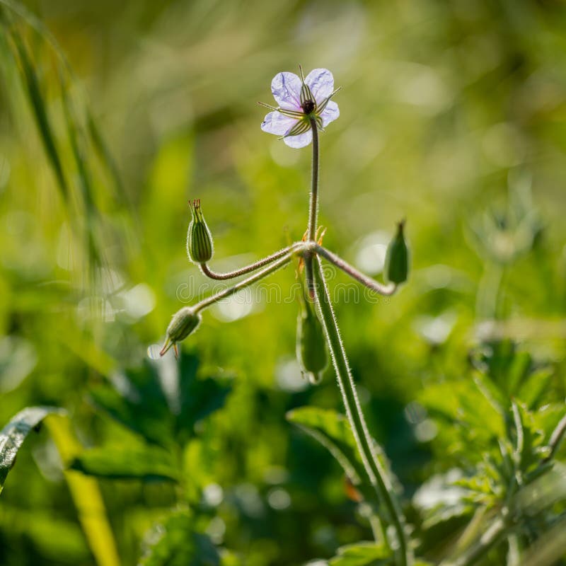 A Small, Delicate Flower Stands Alone, Basking in Sunlight. Stock Image ...
