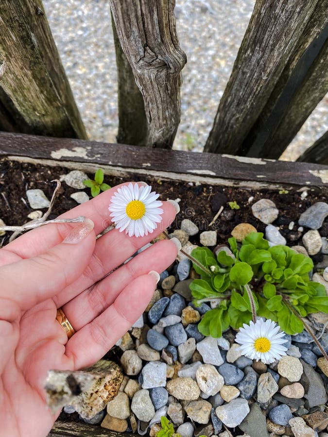 Small and delicate flower. stock image. Image of flower - 260313215