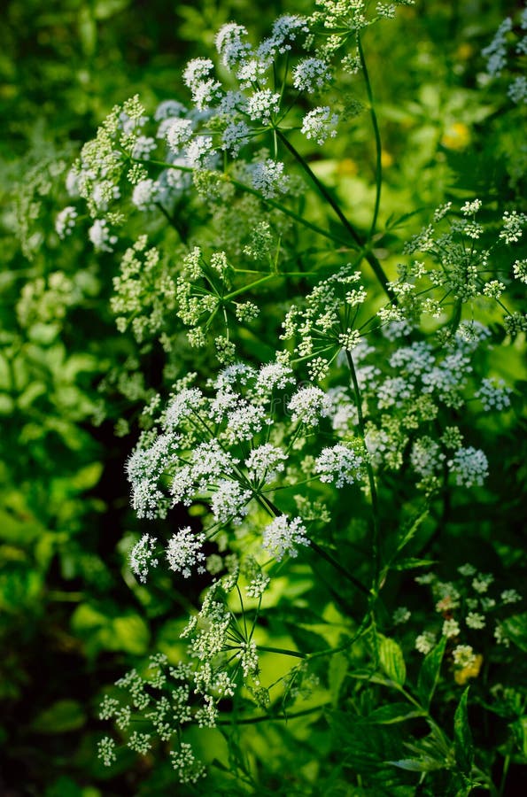 Small Delicate Yellow Roses Flowers, Rosa Banksiae or Lady Banks` Rose ...