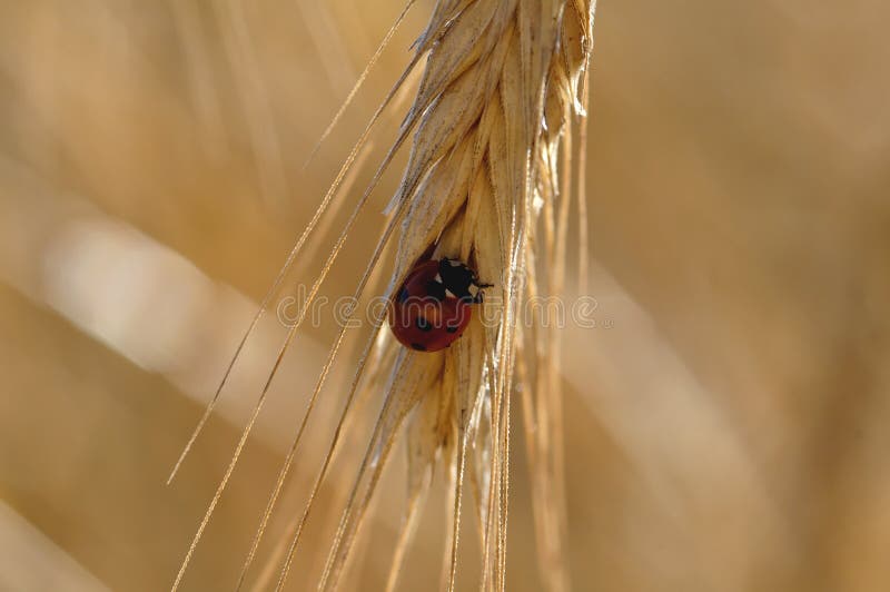 Small Delicate Ladybug in Closeup Sitting on a Rye Ears on a Neutral ...