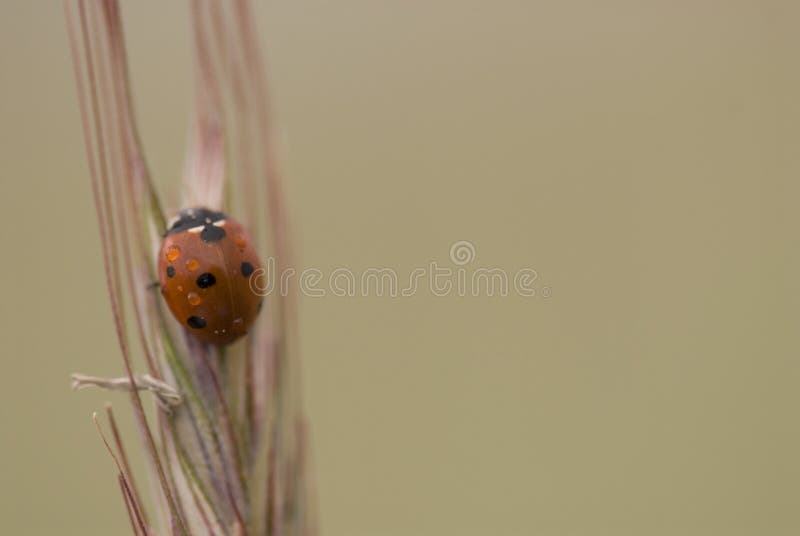 Small Delicate Ladybug in Closeup Sitting on a Rye Ears on a Neutral ...