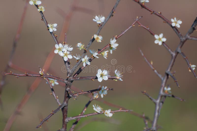 Small Delicate Flowers in Springtime Stock Photo - Image of park ...